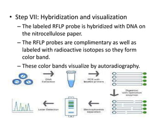 GENE THERAPY, RFLP, DNA Fingerprinting.pptx