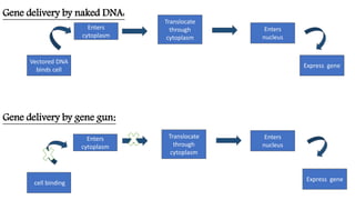 Gene therapy vehicles | PPTX