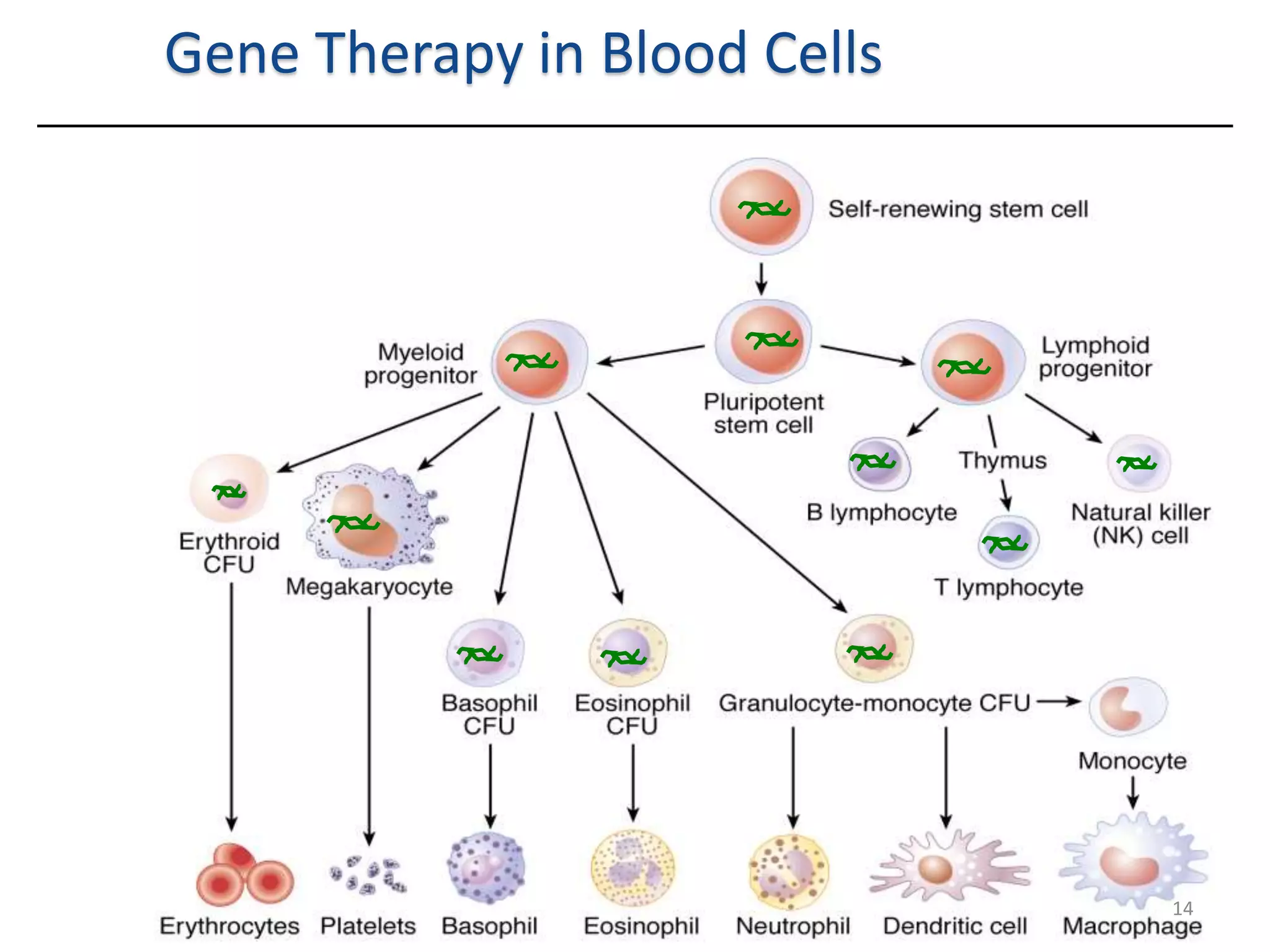 Gene therapy with viral and non viral vectors.pptx