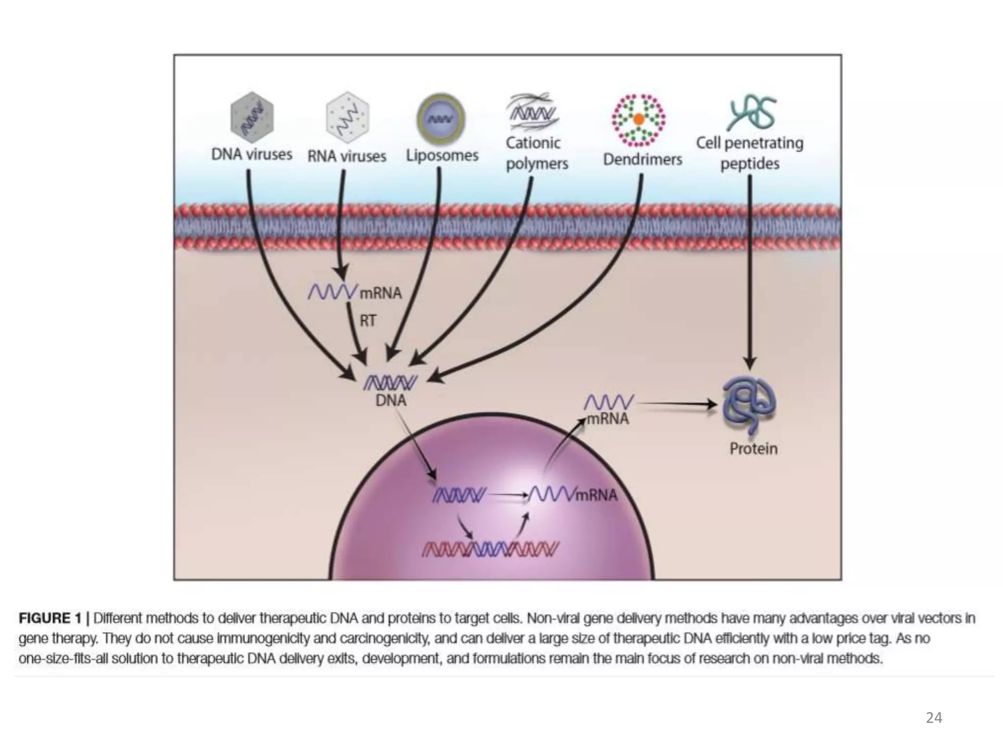 Gene therapy with viral and non viral vectors.pptx | Biological ...