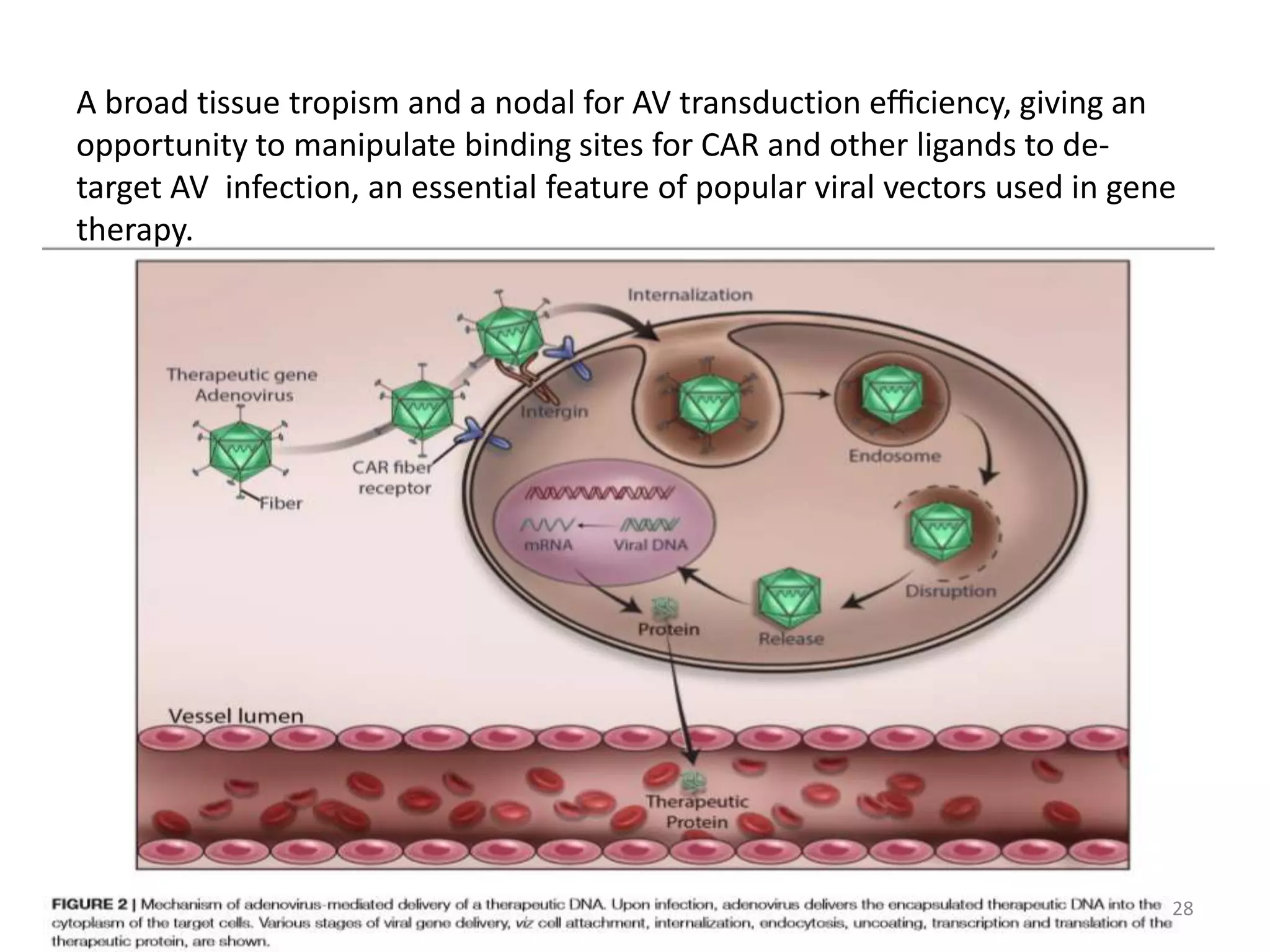 Gene therapy with viral and non viral vectors.pptx | Biological ...