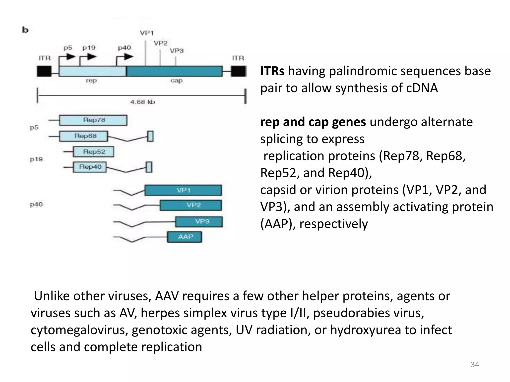Gene therapy with viral and non viral vectors.pptx | Biological ...