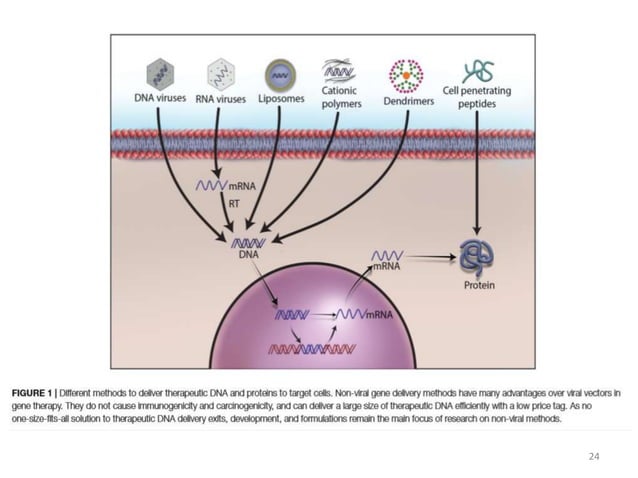 Gene therapy with viral and non viral vectors.pptx | Biological ...