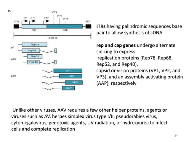 Gene therapy with viral and non viral vectors.pptx | Biological ...