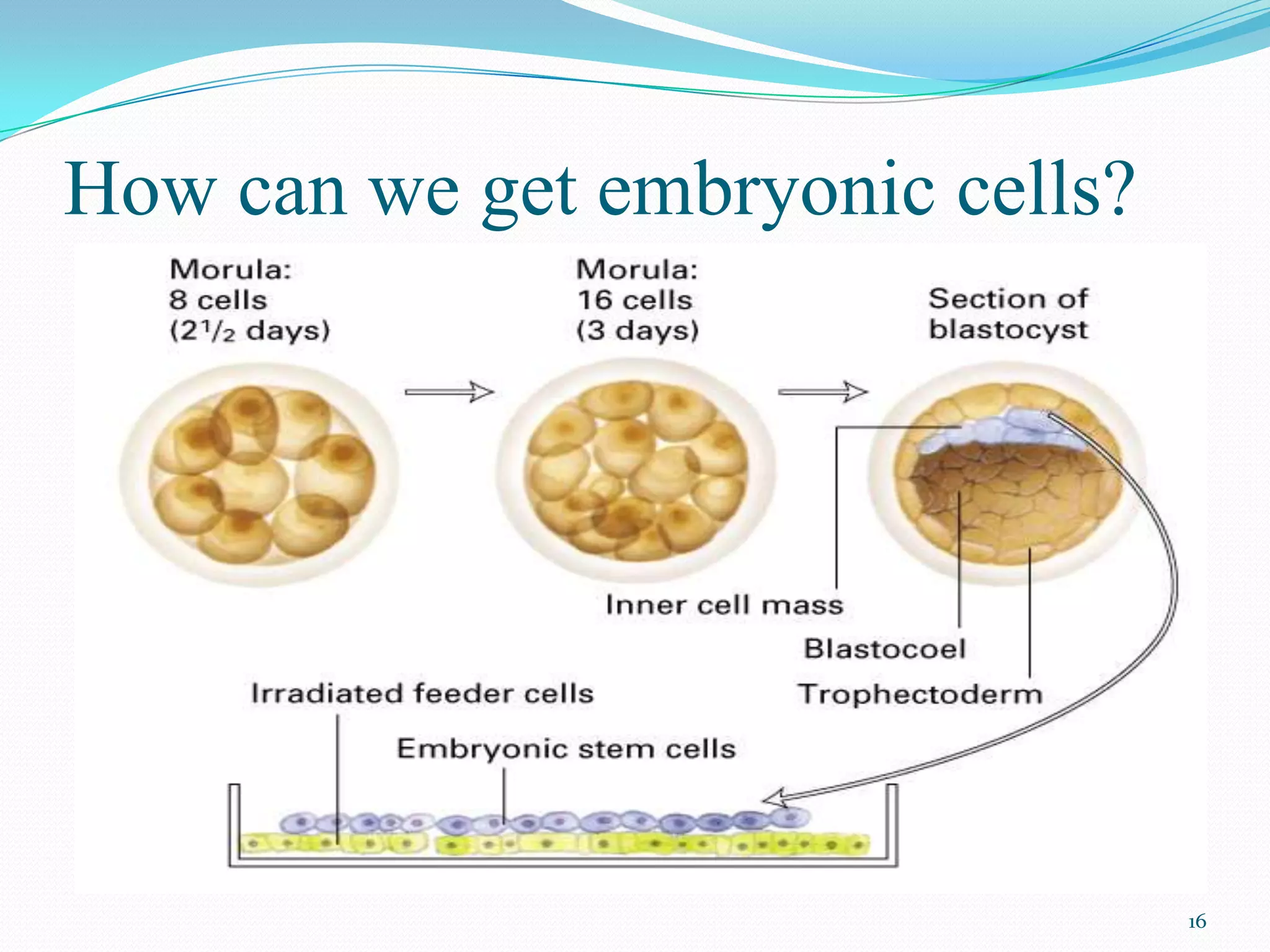Genetic engineering in animal cells | PPTX