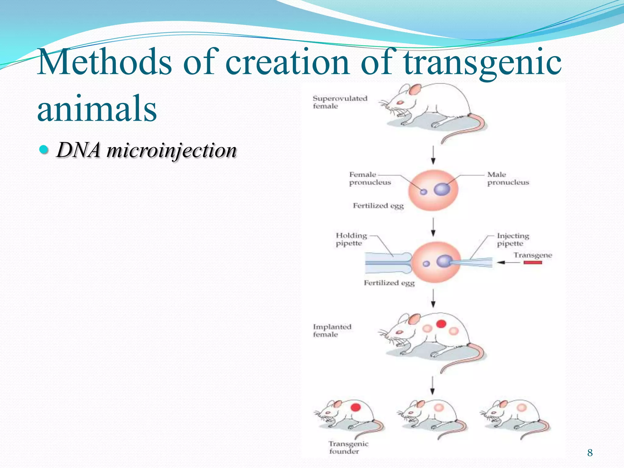 Genetic engineering in animal cells | PPTX