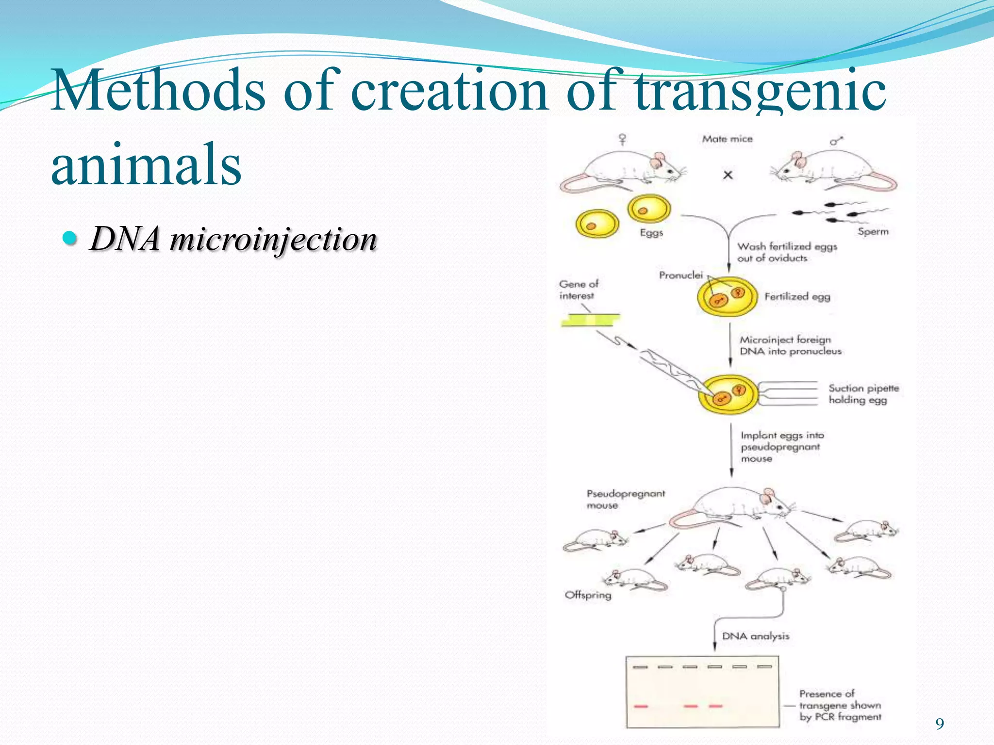 Genetic engineering in animal cells | PPTX