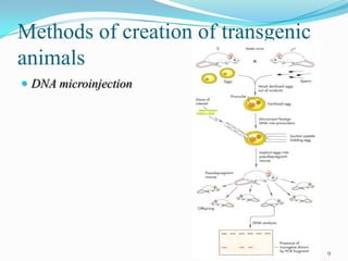 Genetic engineering in animal cells | PPTX