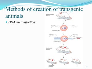 Genetic Engineering Process In Animals