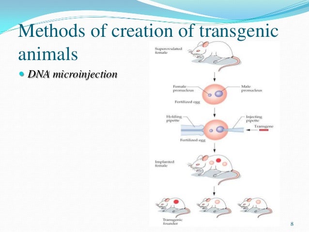 Genetic engineering in animal cells
