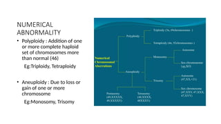 Chromosomal aberrations in children 2024 | PPT