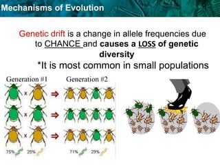 Genetic Drift Animals