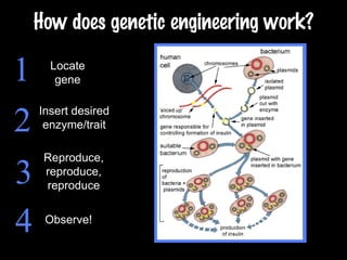 Genetic Engineering Final | PPT