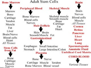 Genetic engineering-stem-cells-and-cloning- | PPT