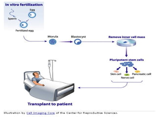 Genetic engineering-stem-cells-and-cloning- | PPT