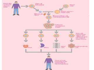 Genetic engineering-stem-cells-and-cloning- | PPT