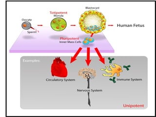 Genetic engineering-stem-cells-and-cloning- | PPT
