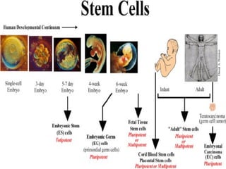 Genetic engineering-stem-cells-and-cloning- | PPT