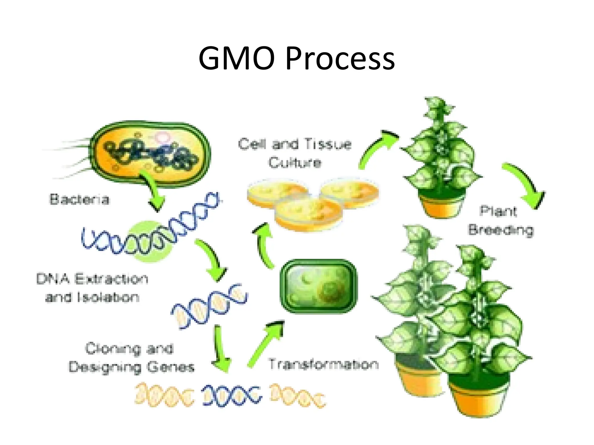 Genetic Engineering for Grade 11 Earth and Life Science Class Quart | PPTX
