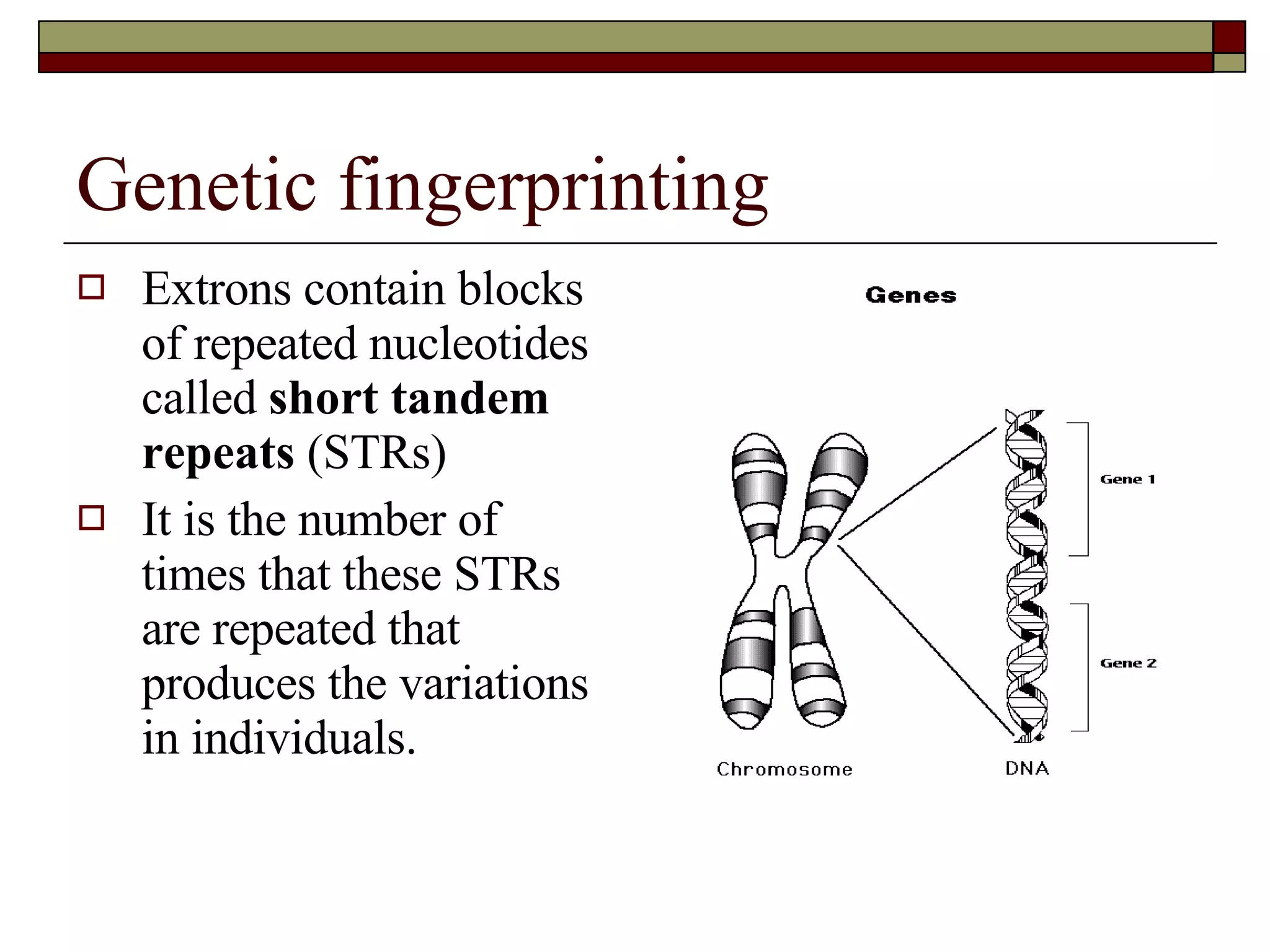 Genetic Fingerprinting | PPT