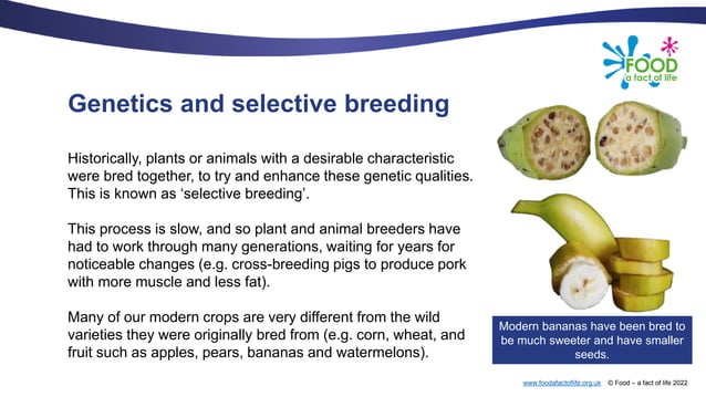 genetic-modification-and-gene-editing-ppt-1416wfcf.pptx