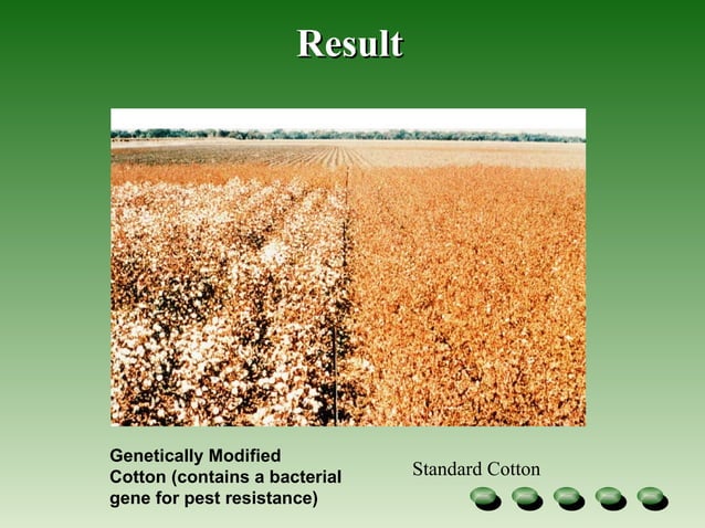 Genetic Modified Crops | PPT | Agriculture | Industries