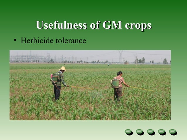 Genetic Modified Crops | PPT | Agriculture | Industries