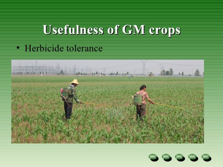 Genetic Modified Crops