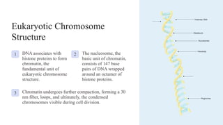 Genetic-Organization-of-Eukaryotic-Cells.pptx