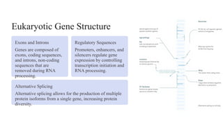 Genetic-Organization-of-Eukaryotic-Cells.pptx