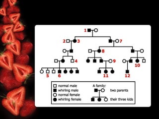 Genetic Pedigrees | PPT