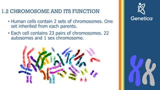 Genetic 101 | PPT