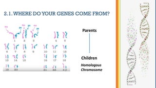 Genetic - basic knowledge for dummies about Genetic | PPTX | Genetics ...