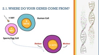 Genetic - basic knowledge for dummies about Genetic | PPTX | Genetics ...