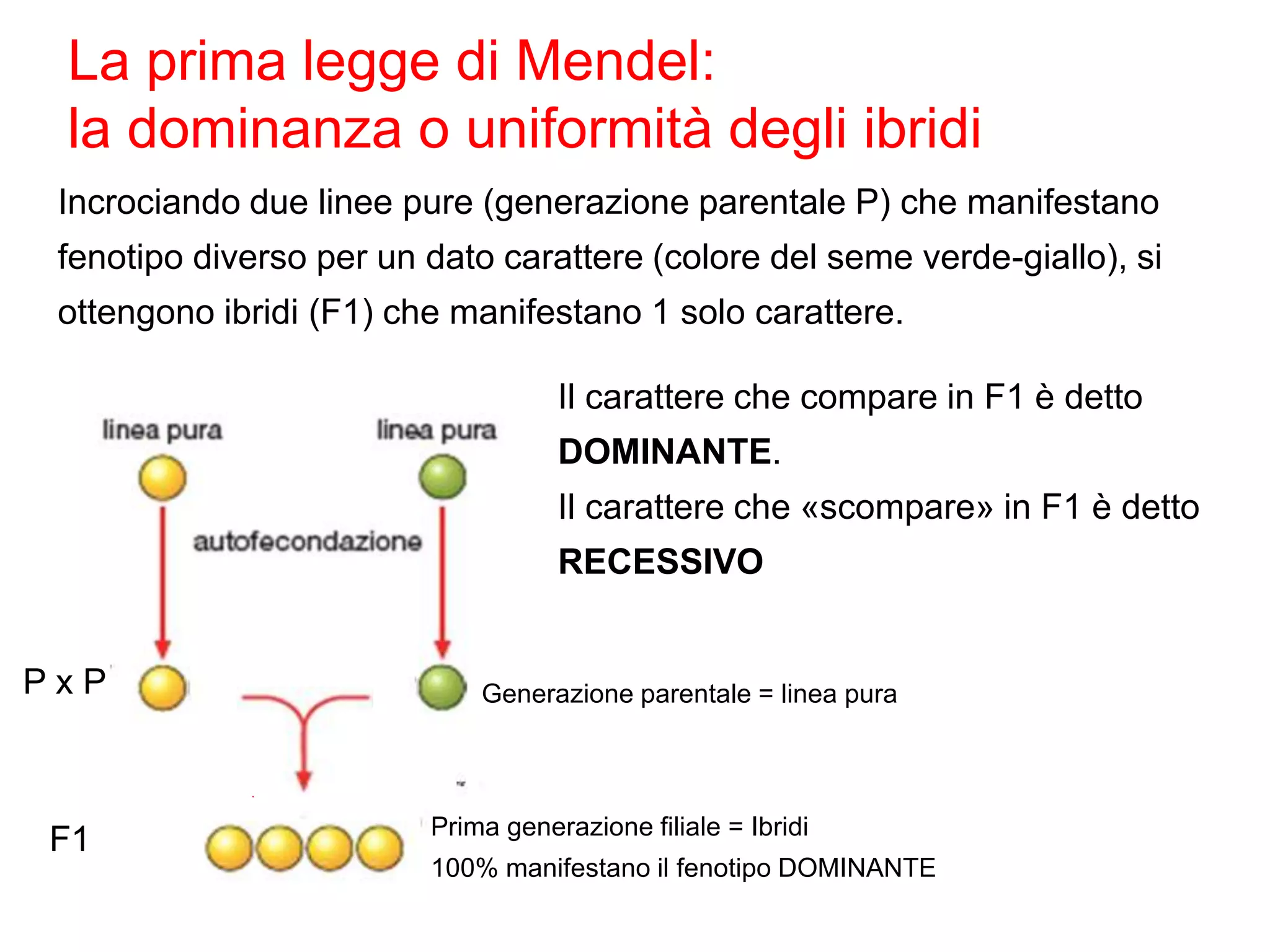 Genetica | PPTX