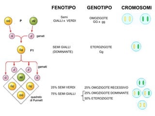 Genetica | PPTX
