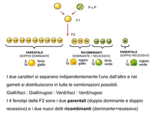 Genetica | PPTX