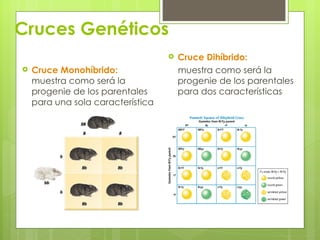 Genetica estudio grado 8° y 9° | PPT