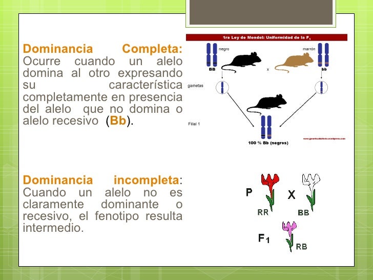 Genetica estudio grado 8° y 9°
