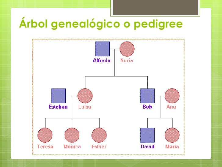 Genetica estudio grado 8° y 9°