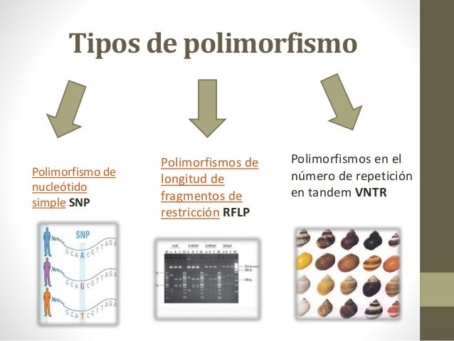 Genetica polomorfismos-1