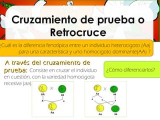 Genetica (3) | PPT