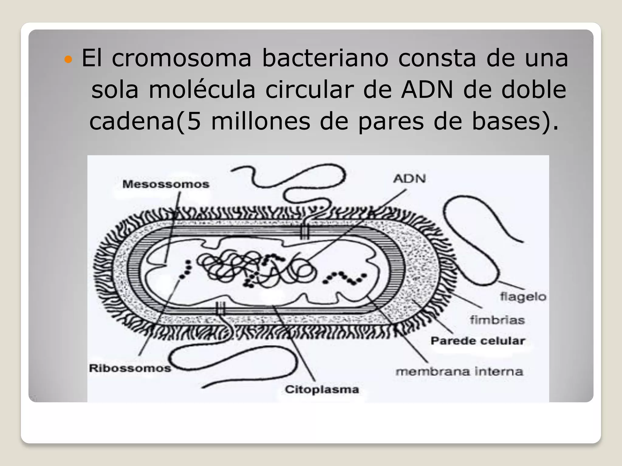 Genetica bacteriana