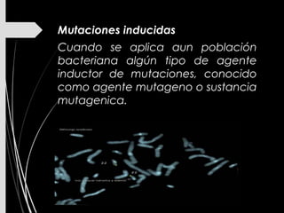 Genetica bacteriana | PPTX