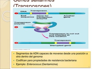 Genetica Bacteriana microbiologia bacteriana | PPT