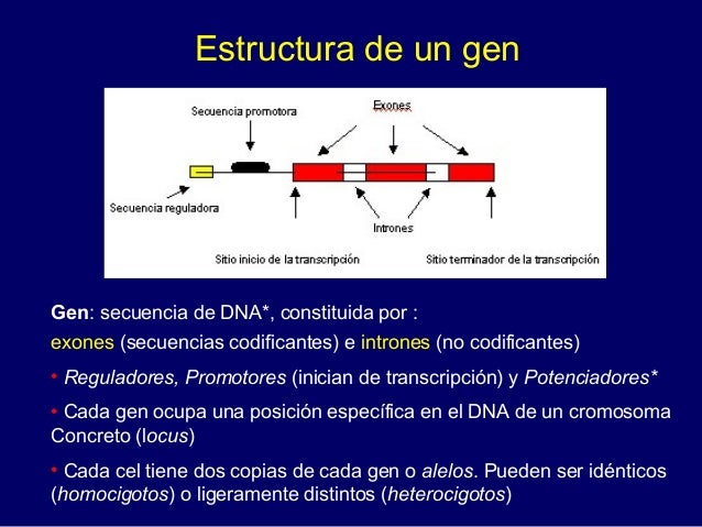 Genetica molecular contada a cirujanos