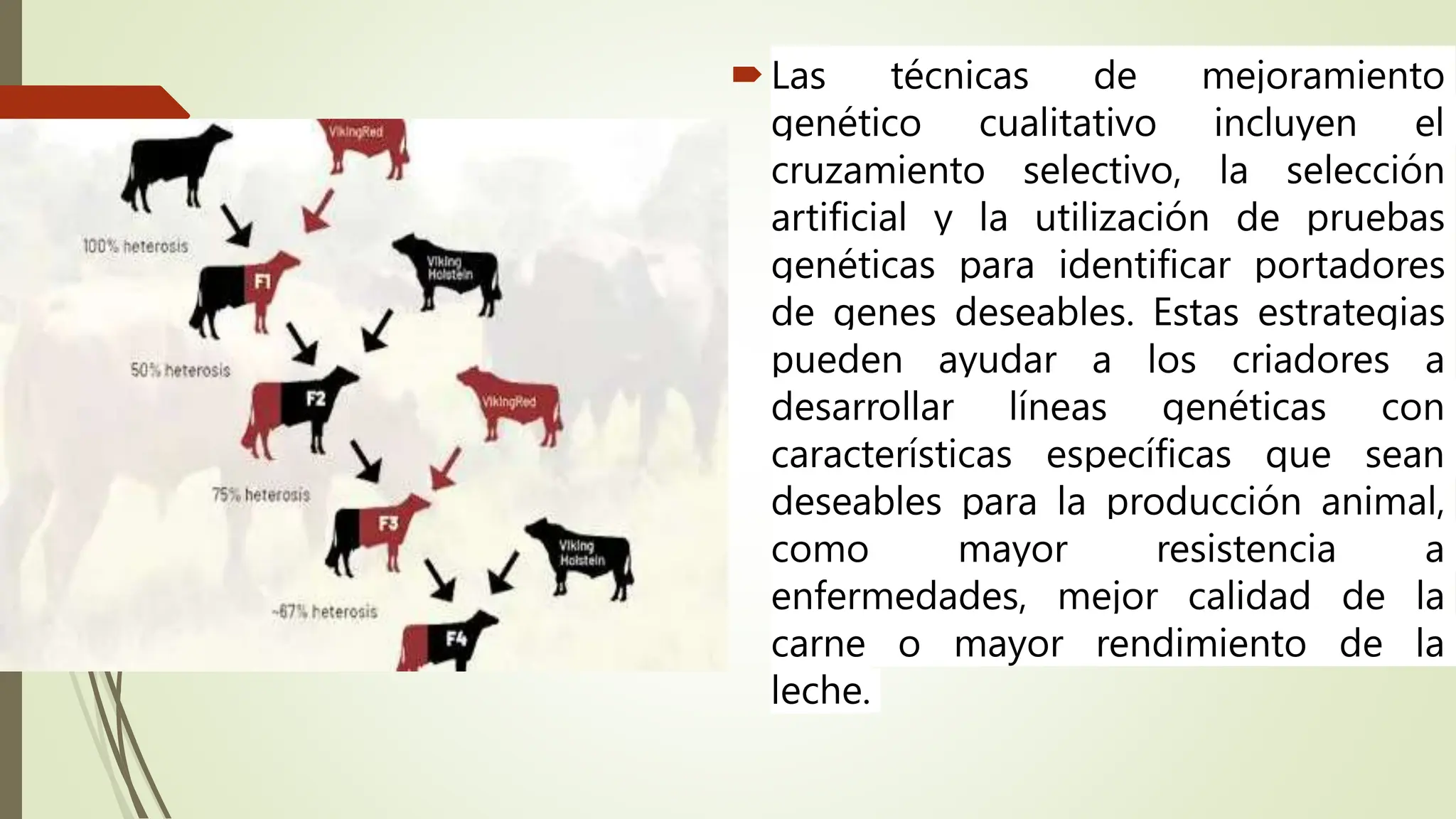 GENETICA CUALITATIVA EN EL MEJORAMIENTO ANIMAL.pptx