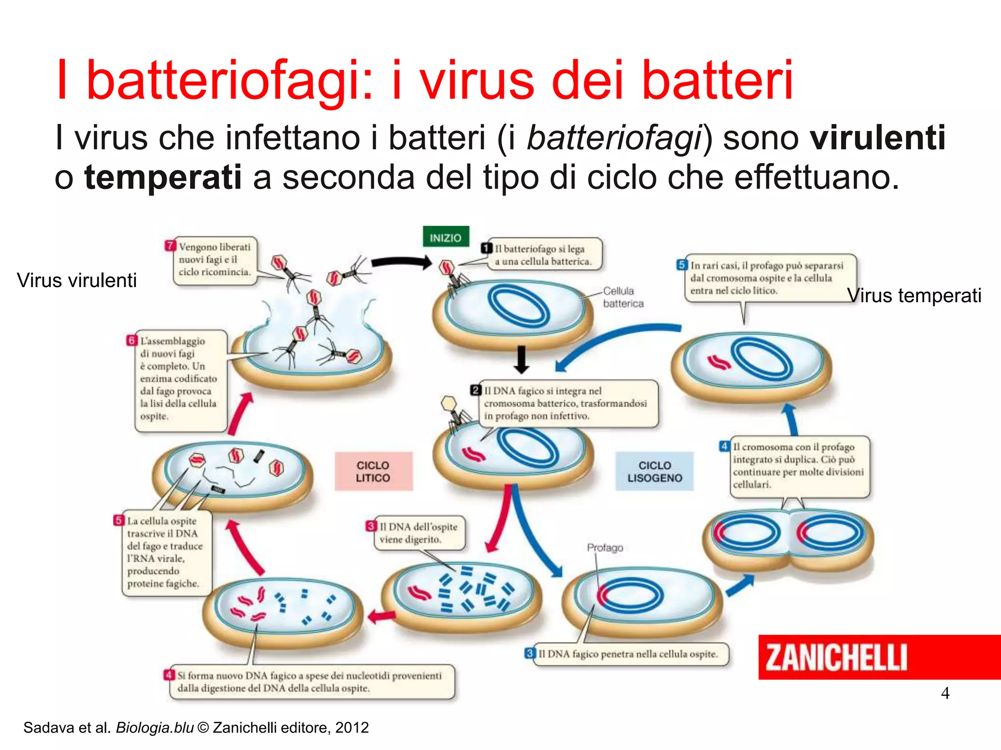 Genetica di virus e batteri | PPT