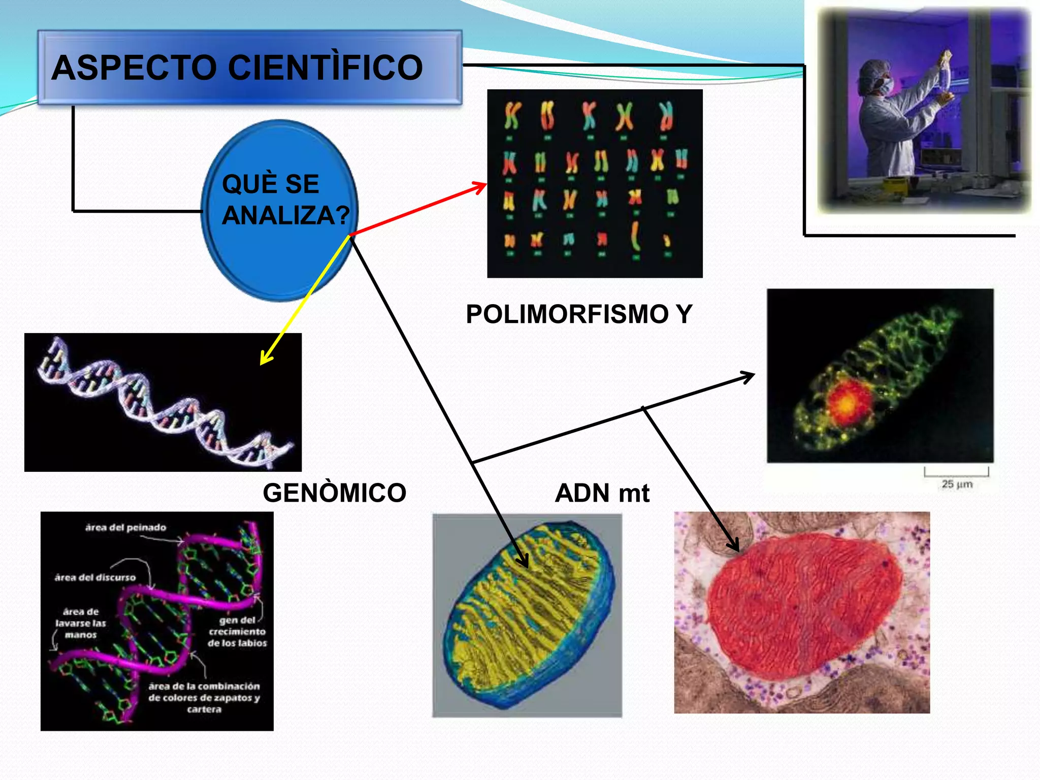 Genetica forense | PPTX | Genetics | Science