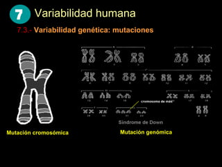 Genética humana 7 | PPT